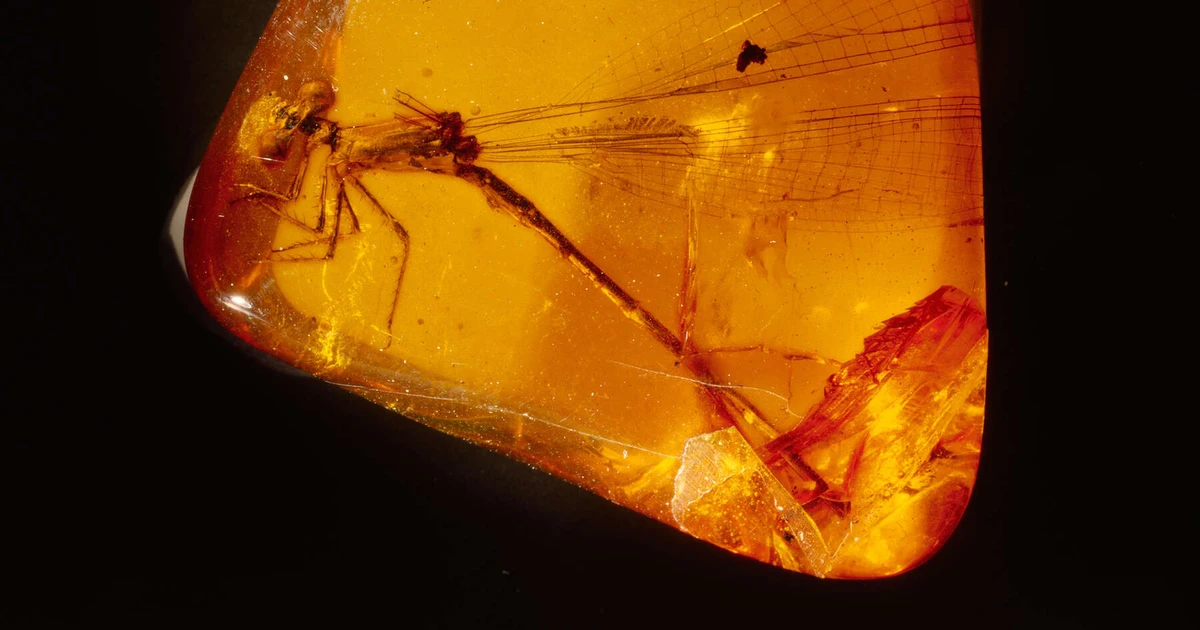 Amber In Science - A Fossilized Time Capsule